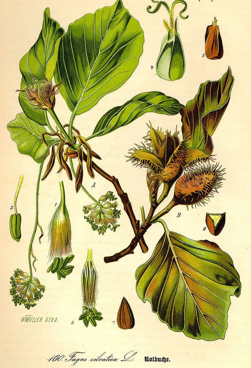 Fagul (Fagus sylvatica) » CovAlpin