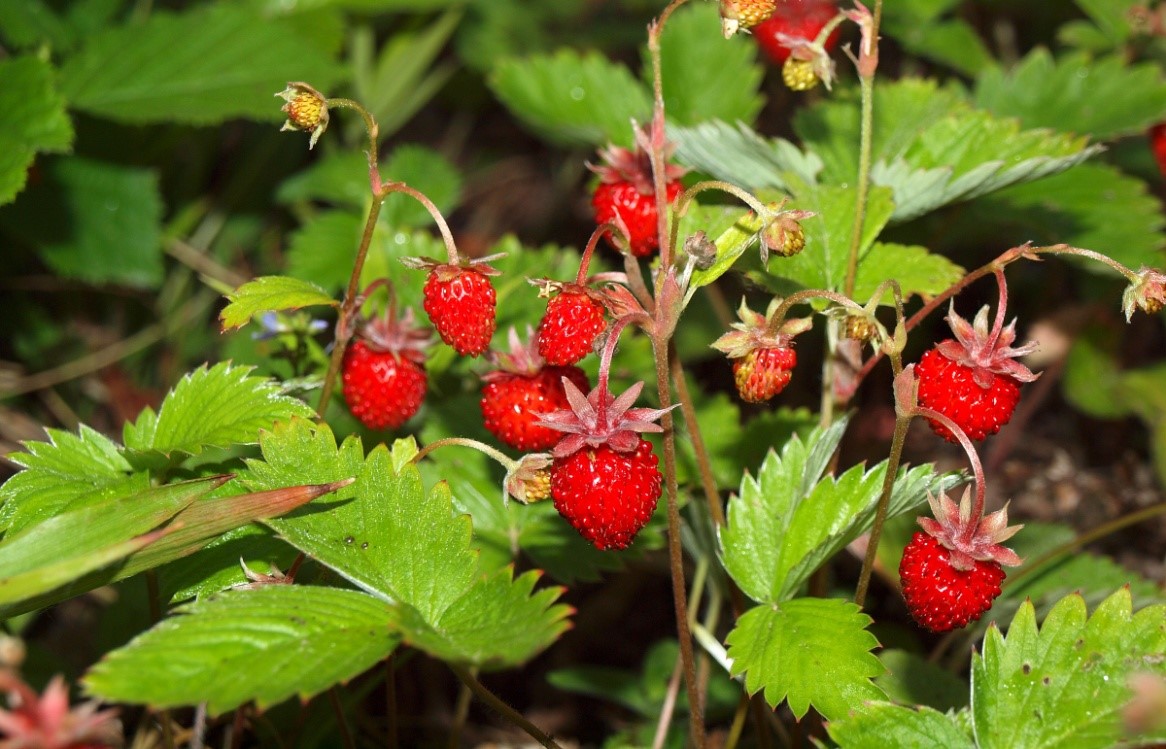 Fructele de pădure » CovAlpin